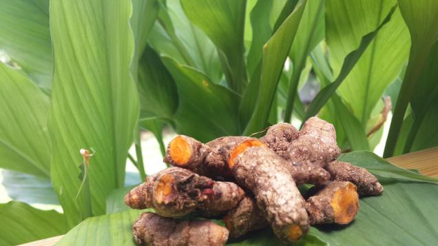 Growing Turmeric - An Overview - Agriculture In Zambia